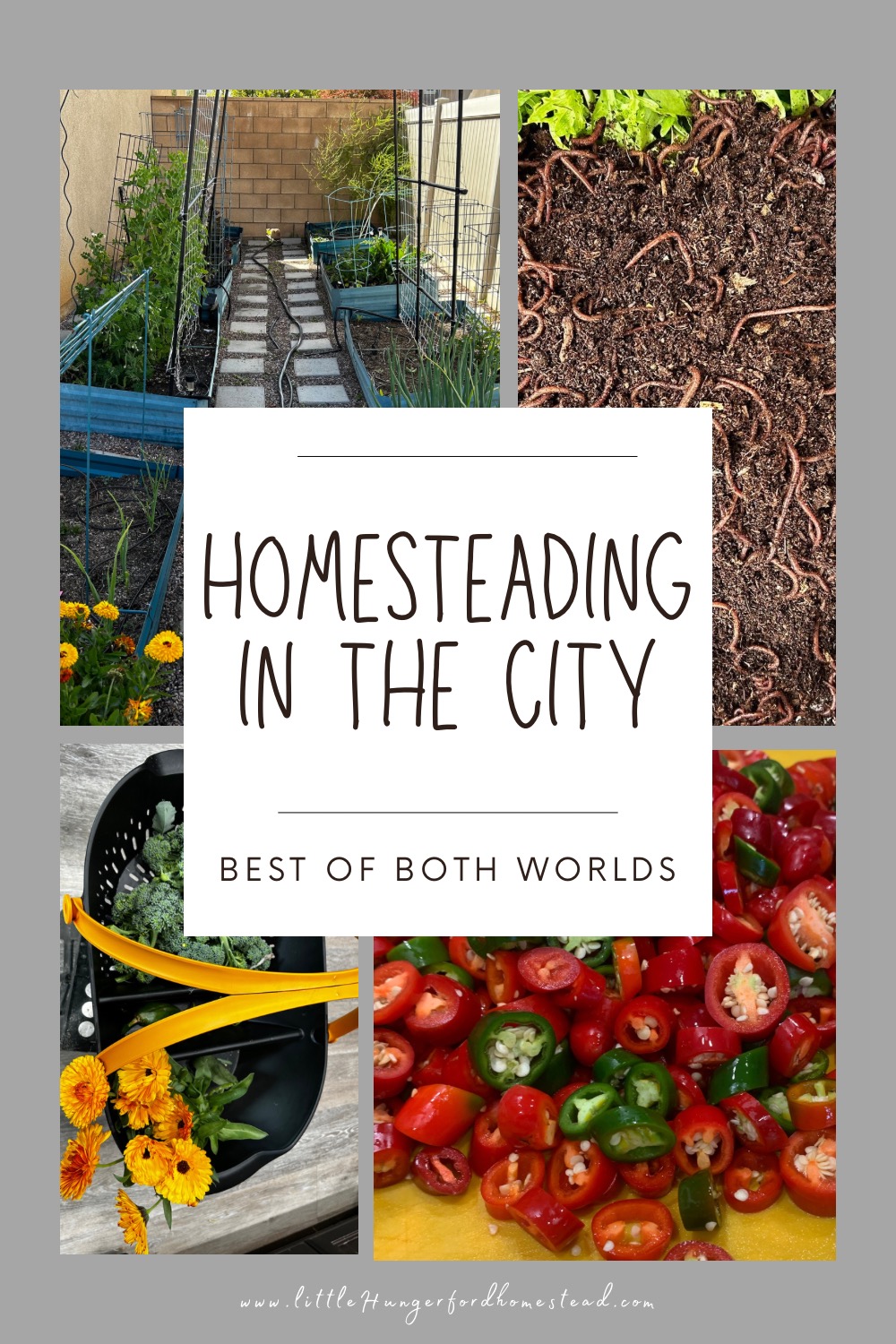 Homesteading In The City